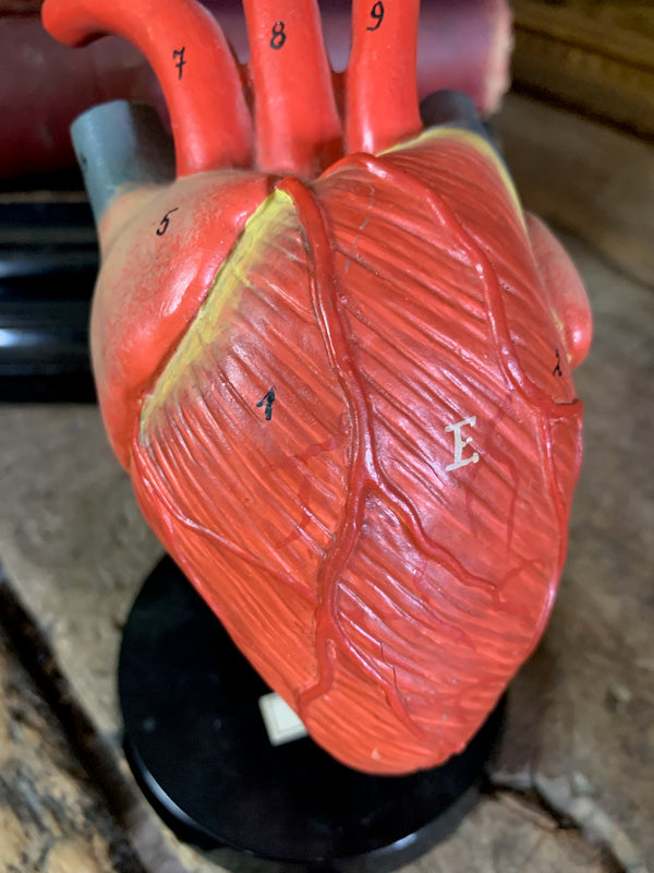 An anatomical heart model - Belle and Beast Emporium