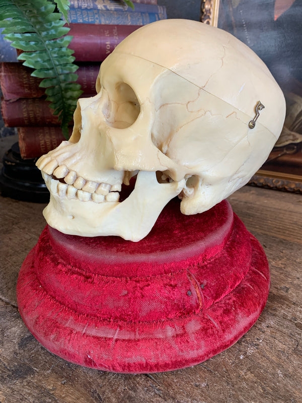 A boxed Adam Rouilly half skeleton - Belle and Beast Emporium
