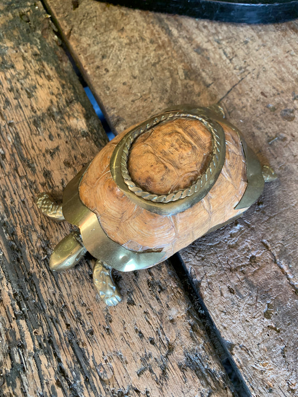 An early 20th century taxidermy tortoise snuff box - Belle and Beast ...