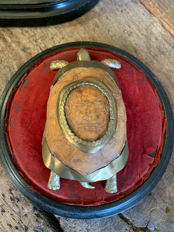 An early 20th century taxidermy tortoise snuff box - Belle and Beast ...