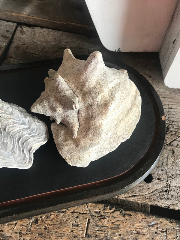 A large whole conch shell and a giant clam shell - Belle and Beast Emporium