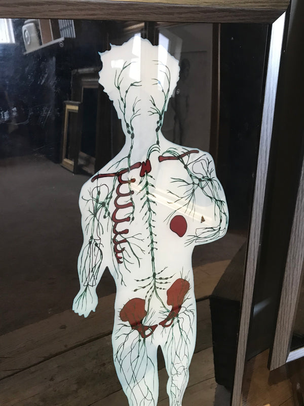Reverse painted anatomical art on Perspex - Belle and Beast Emporium