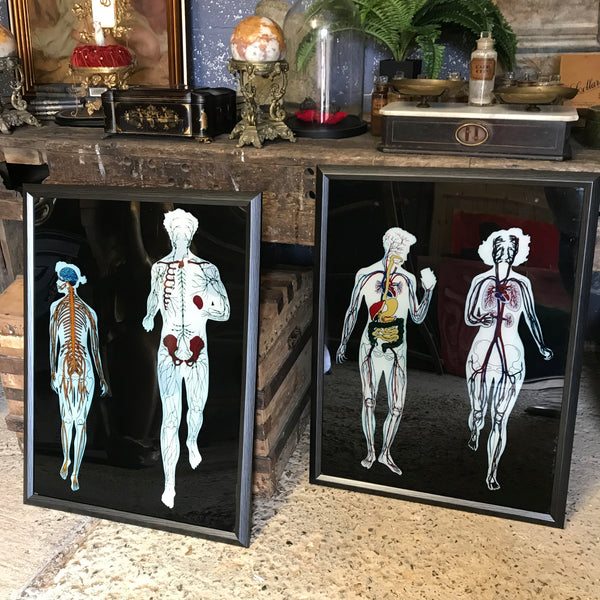 Reverse painted anatomical art on Perspex - Belle and Beast Emporium