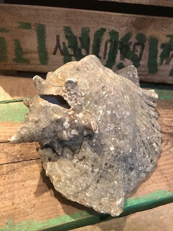 A weathered conch shell specimen- dark tone - Belle and Beast Emporium