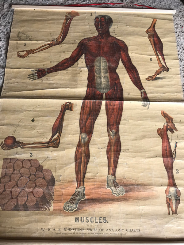 A large vintage W & A K Johnston's anatomical ecorche wall chart ...