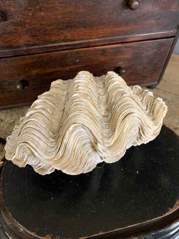 A pair of giant clam shells - Belle and Beast Emporium