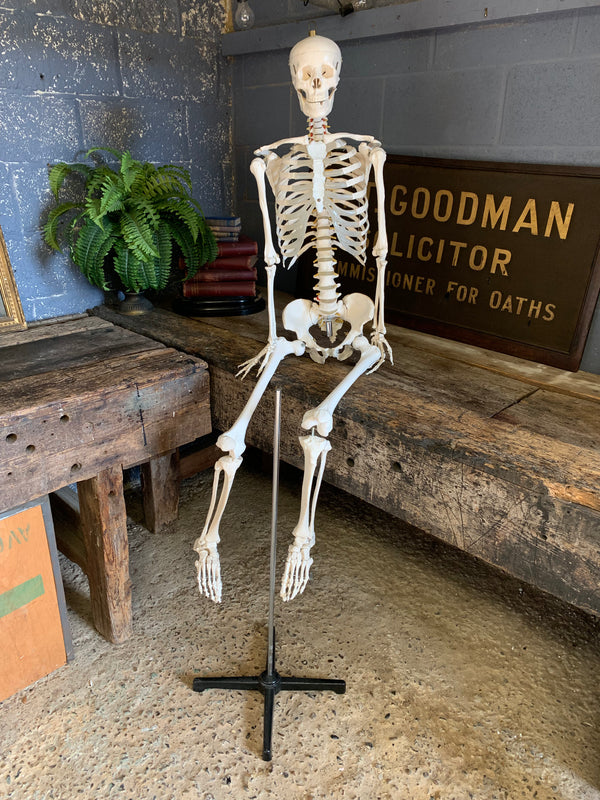 A full-sized anatomical skeleton model on stand - Belle and Beast Emporium