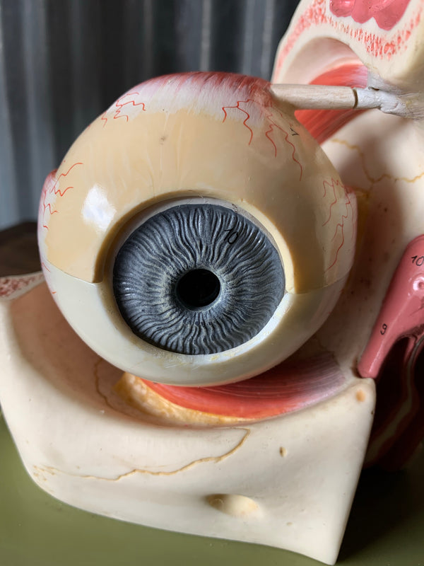 A Somso anatomical eye model on stand from Adam Rouilly - Belle and ...