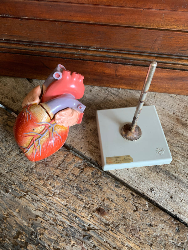 A Somso anatomical heart supplied by Adam Rouilly - Belle and Beast ...