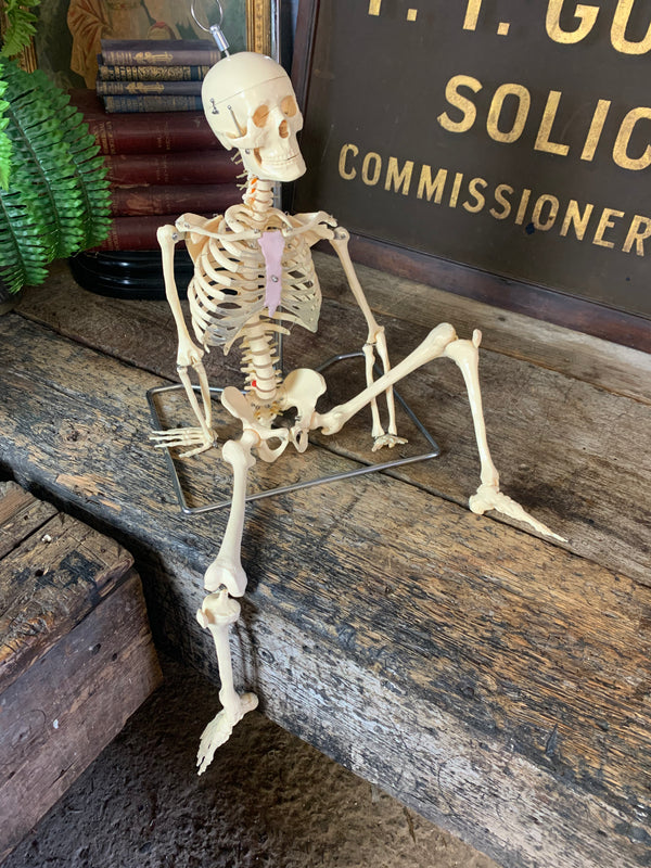 A half-sized anatomical skeleton model on metal stand - Belle and Beast ...