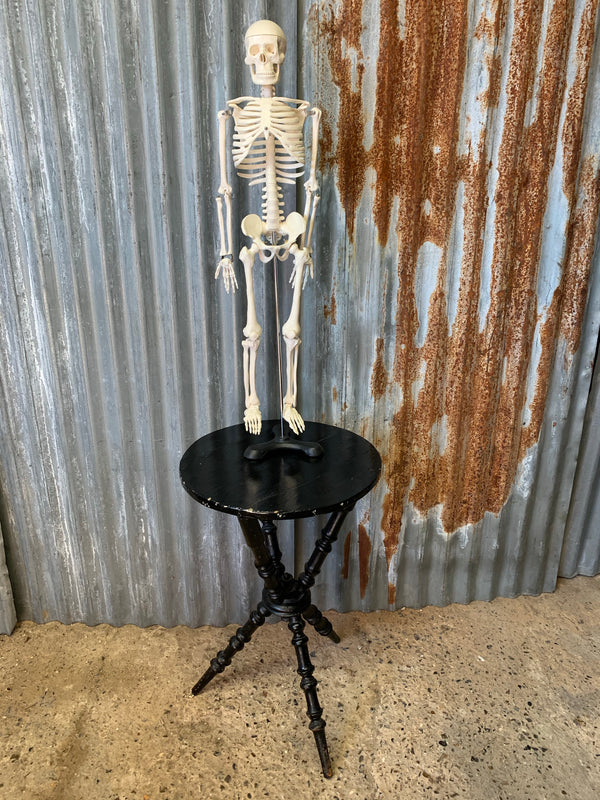 An anatomical skeleton model on stand - Belle and Beast Emporium