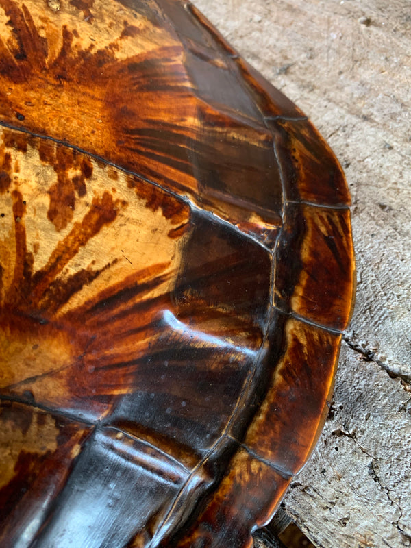 An antique taxidermy turtle shell specimen - Belle and Beast Emporium