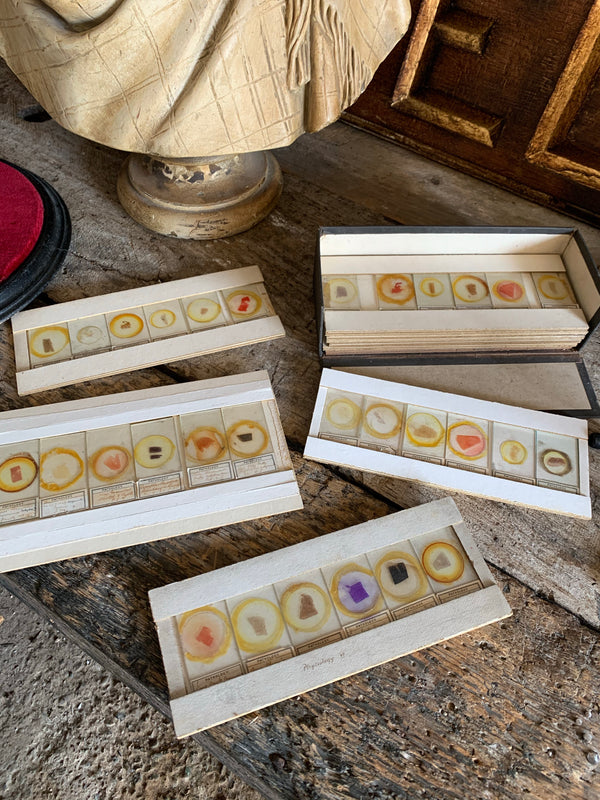 A collection of rare microscope slides - Belle and Beast Emporium