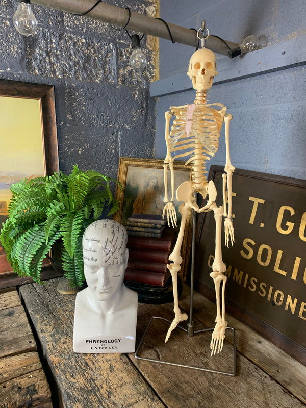 A half-sized anatomical skeleton model on metal stand - Belle and Beast ...