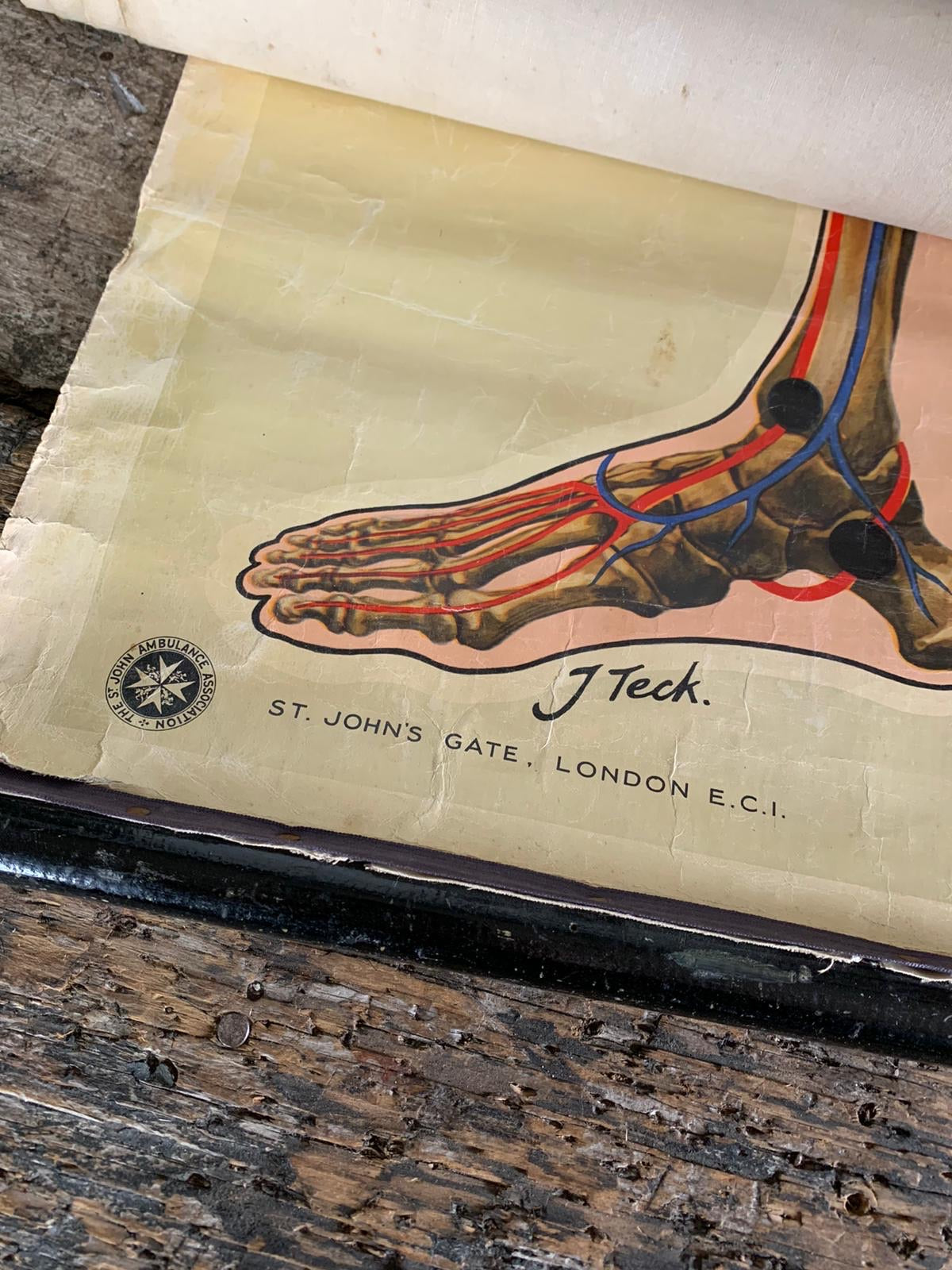 A 1939 St. John's Ambulance anatomical skeleton teaching chart - Belle ...