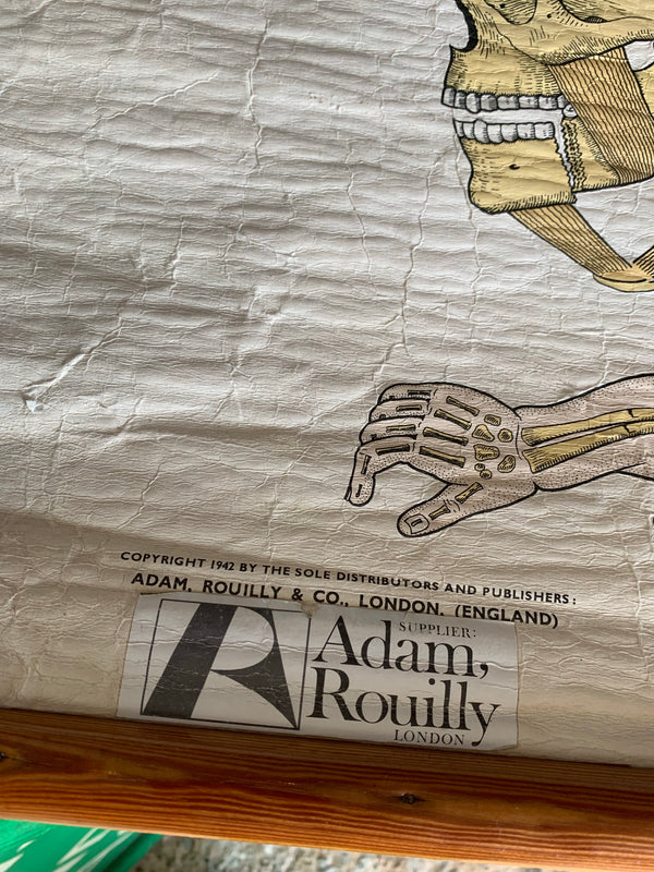 An Adam Rouilly anatomical bone fracture wall chart - Belle and Beast ...