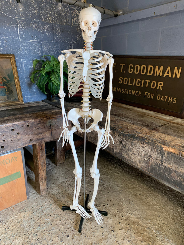 A full-sized anatomical skeleton model on stand - Belle and Beast Emporium